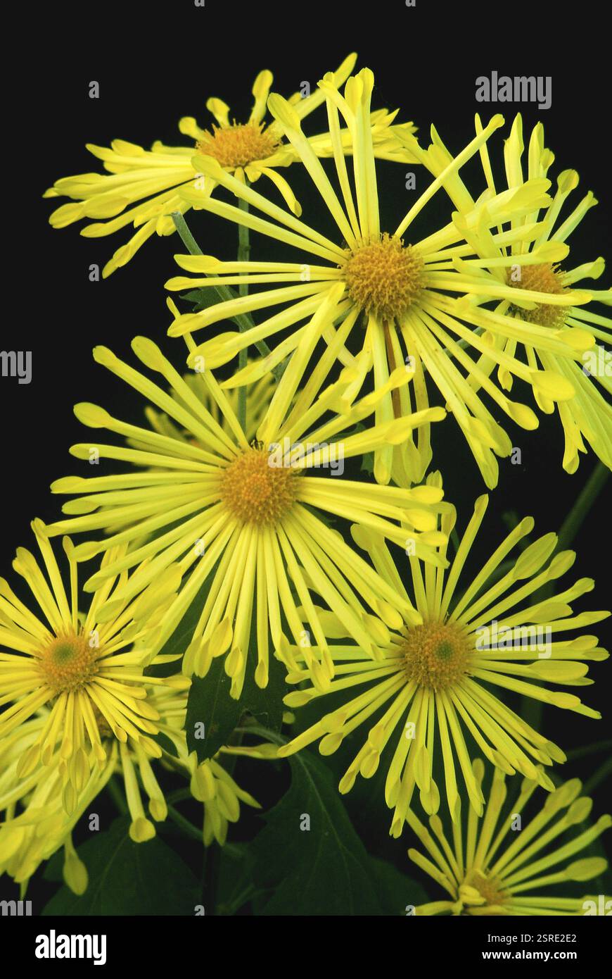 Flower, chrysanthemum chrysanthemum coronarium, Rishap, West Bengal ...