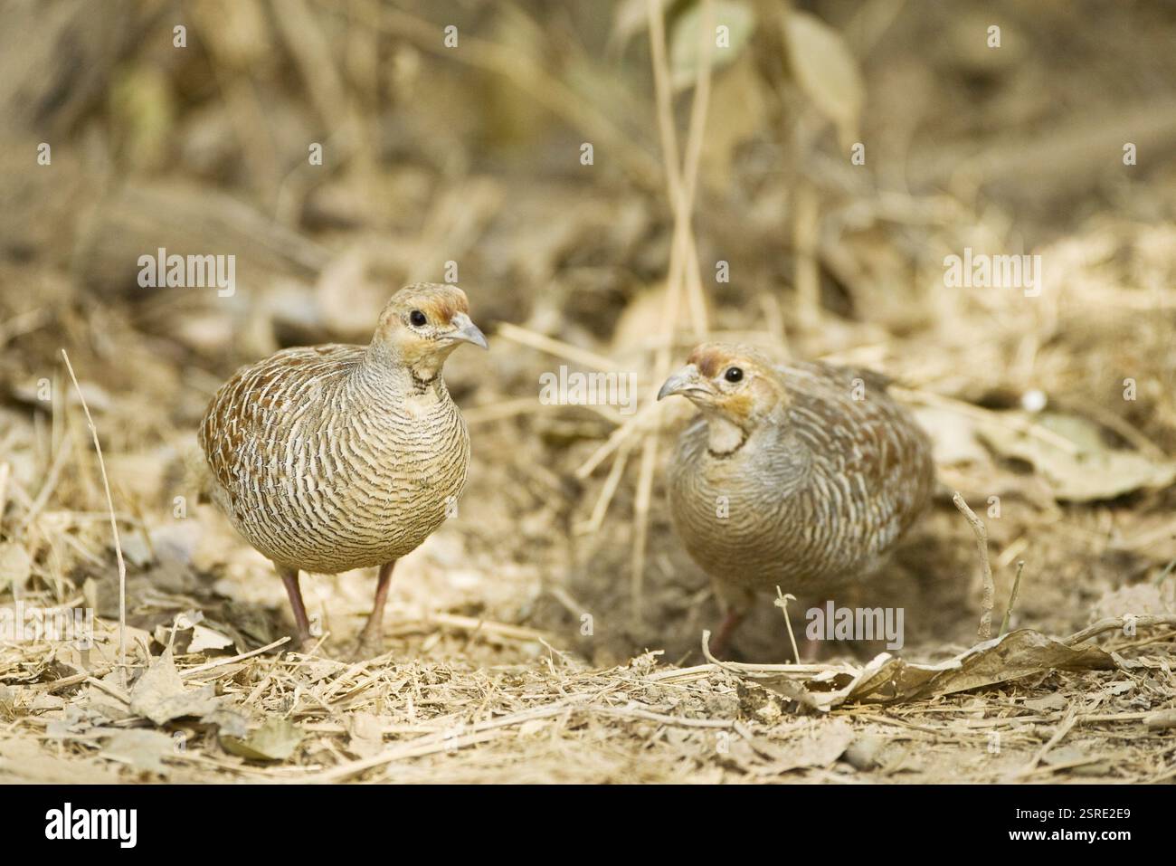 Birds, grey francolin or partridge francolinus pondicerianus ...