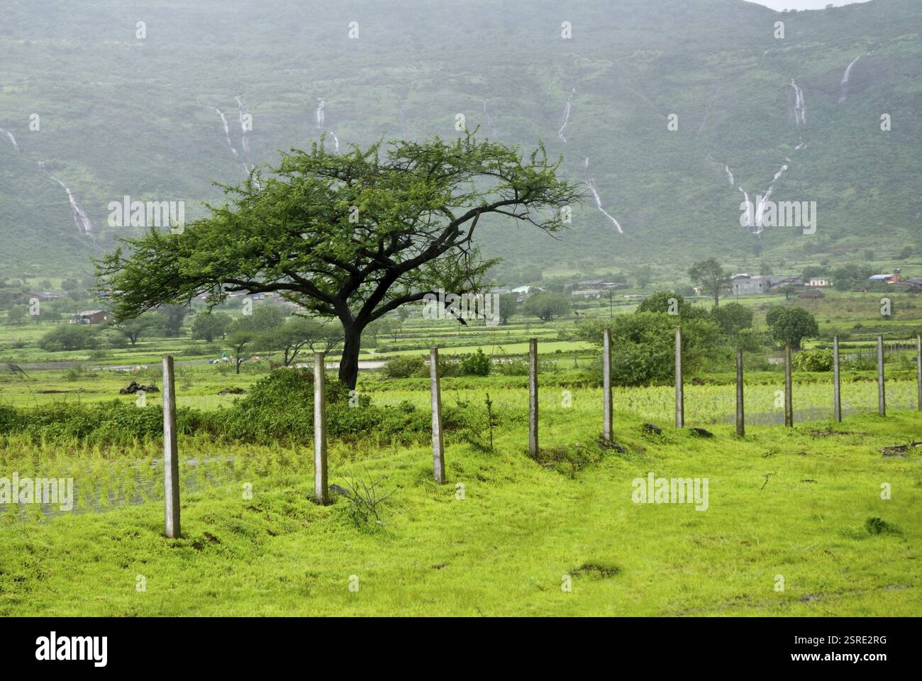 Babool tree on overcast day in rainy season at Pune Maharashra India ...