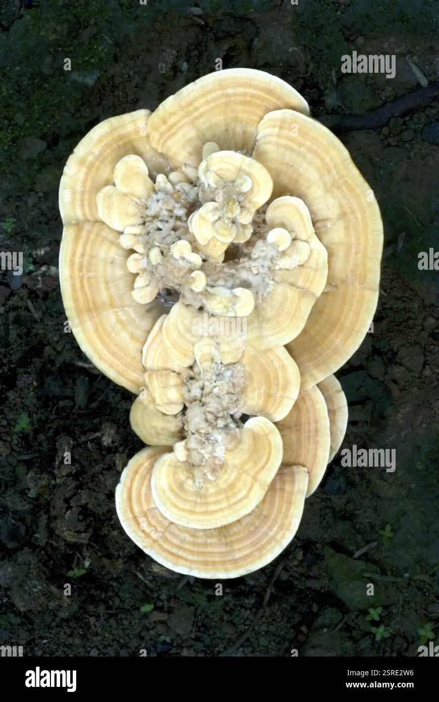 Fungi bracket fungi growth during rainy season, Trivandrum, Kerala ...