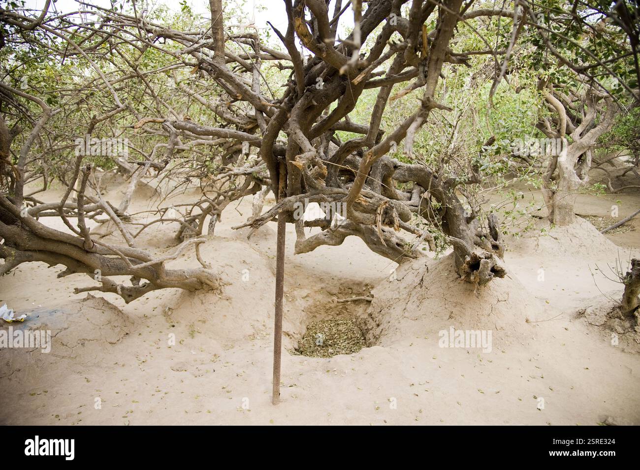 Tree in nidhivan, vrindavan, uttar pradesh, india, asia Stock Photo - Alamy
