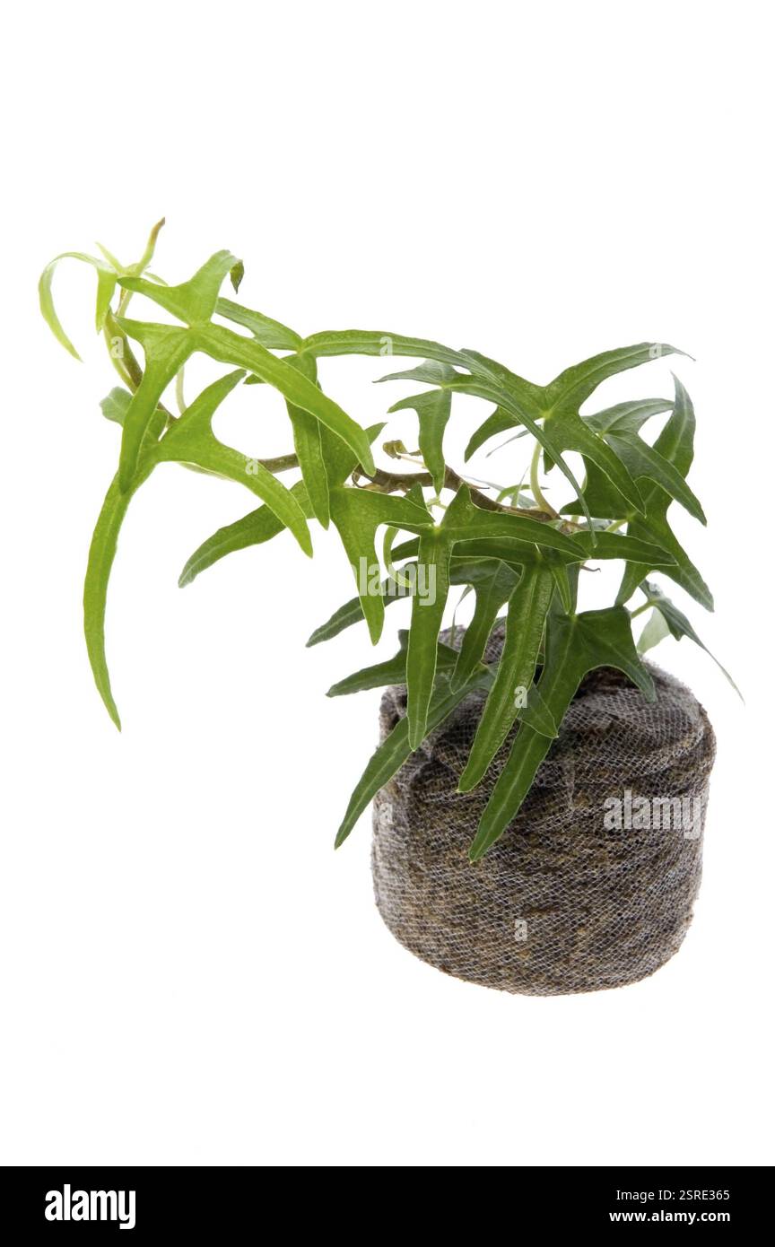 Spring light on trees Cut Out Stock Images & Pictures - Alamy