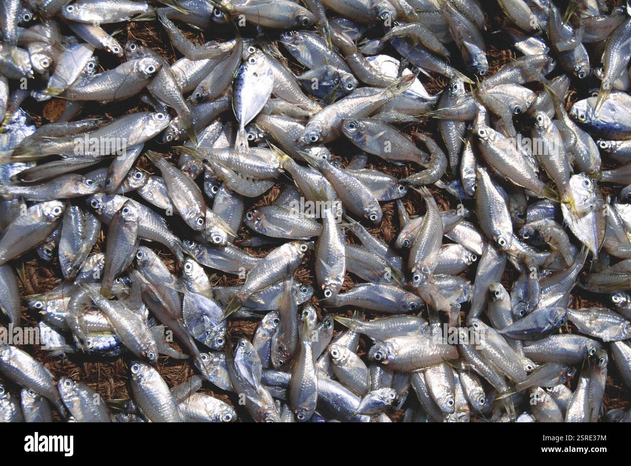 Kerala fish from Vypeen Island, Cochin, Kerala, India, Asia Stock Photo ...