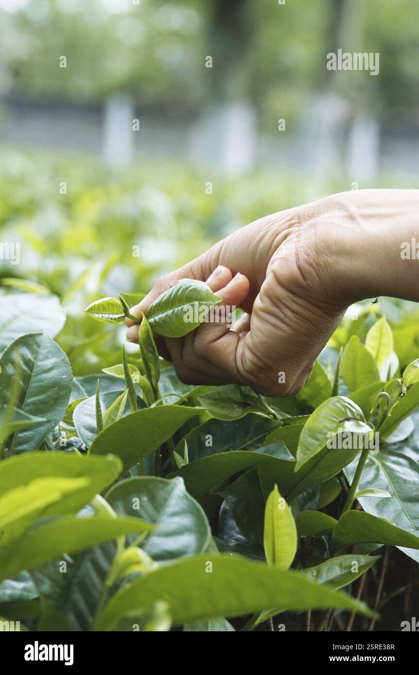 Hand plucking tea leaf in garden, Dibrugarh, Assam, India, Asia Stock ...