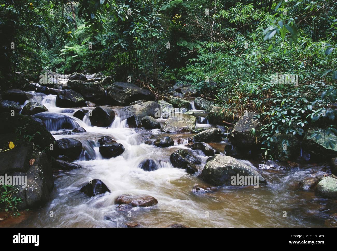 Mountain spring, Wayanad Western Ghats, Kerala, India, Asia Stock Photo ...