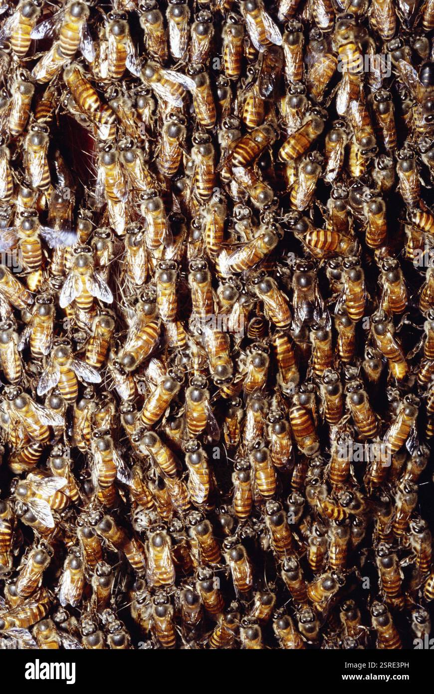 Insects, swarm of honey bees Stock Photo - Alamy