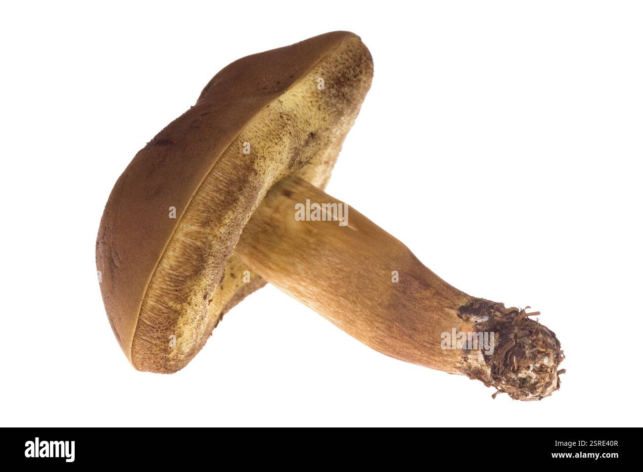 Red toadstool mushroom edible Cut Out Stock Images & Pictures - Alamy