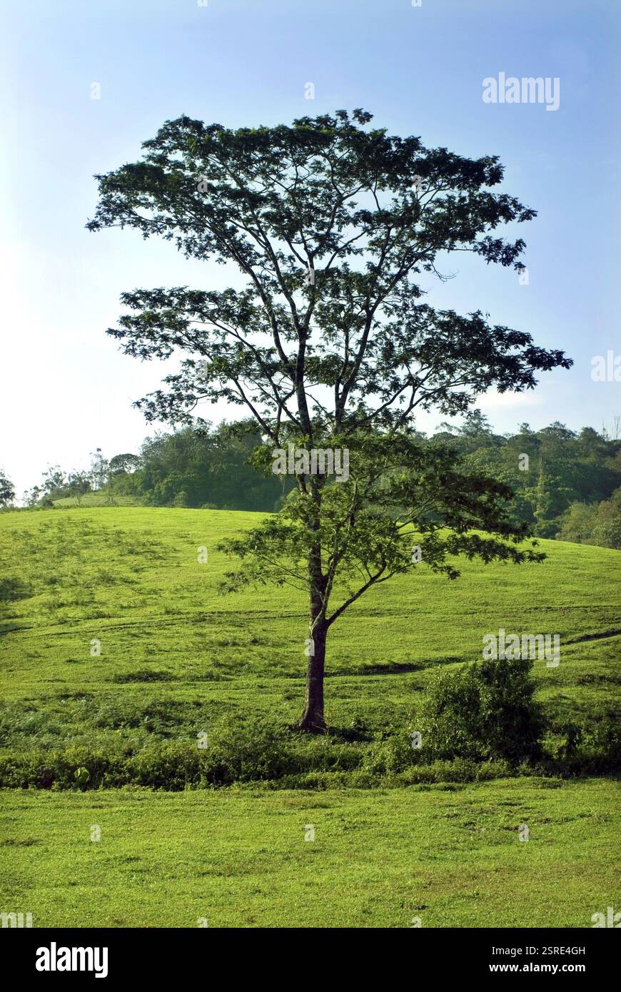 Tree on green meadows, Vagamon, Idukki, Kerala, India, Asia Stock Photo ...