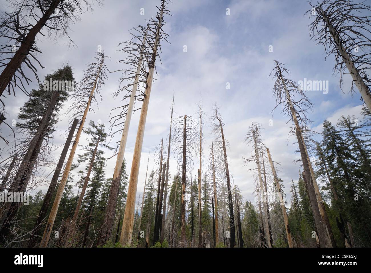 Dead trees stand tall after a wildfire. Tuolumne Grove, a giant sequoia ...