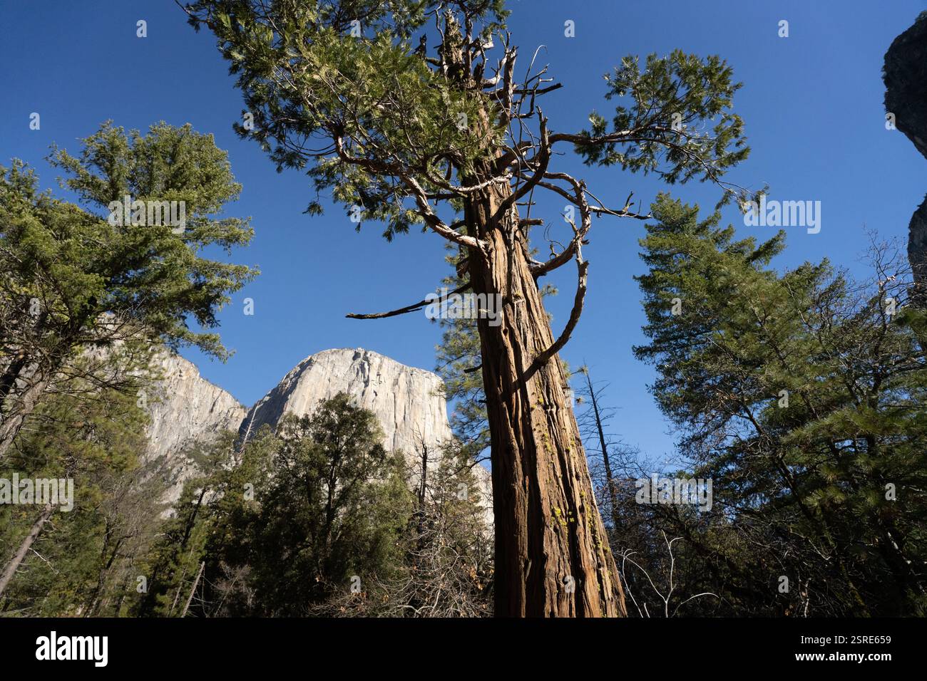 Giant sequoia trees surround El Capitan in Yosemite National Park. A ...
