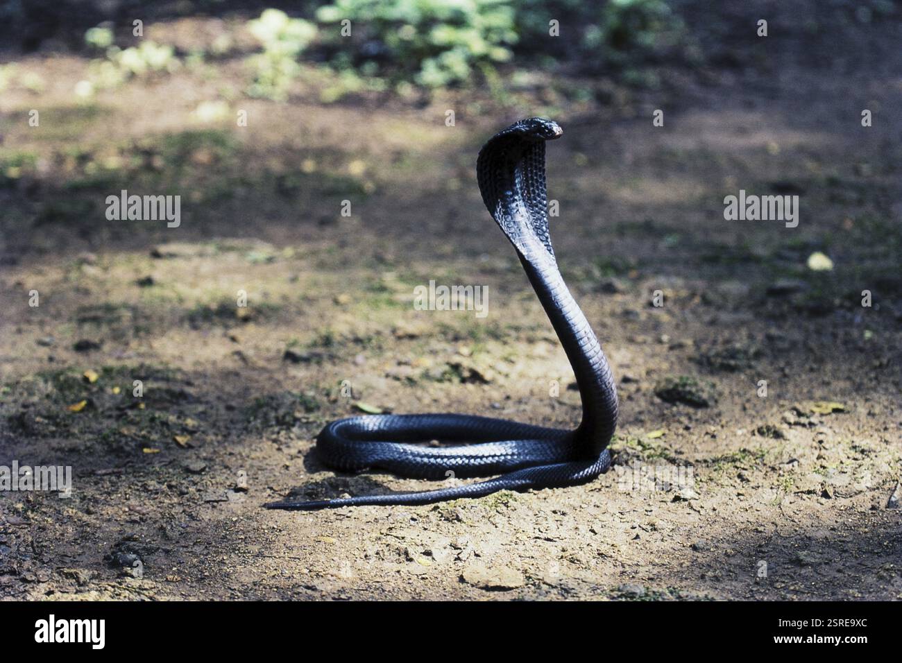 Asian cobras hi-res stock photography and images - Alamy