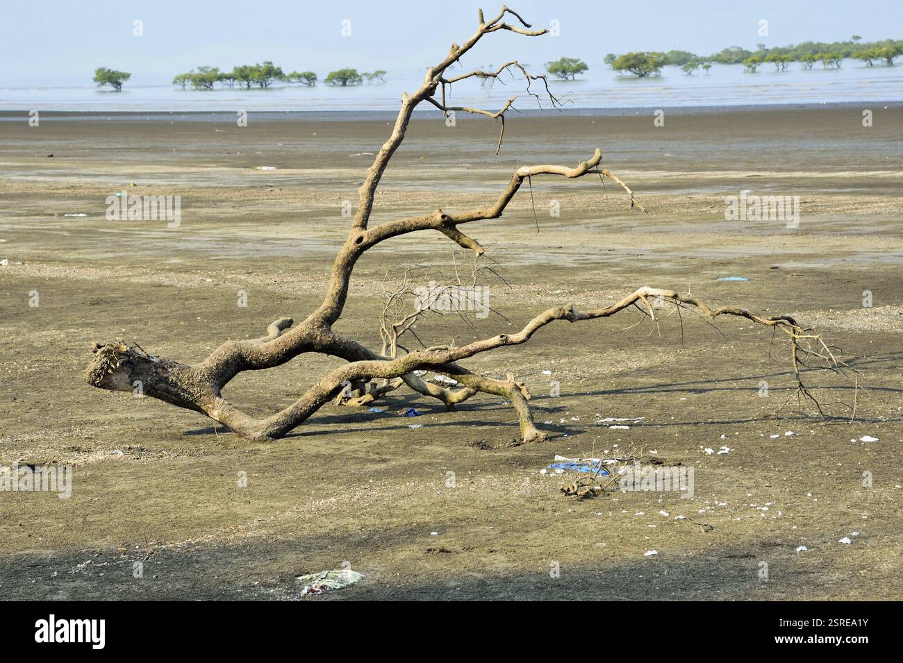 Bordi dahanu beach maharashtra hi-res stock photography and images - Alamy