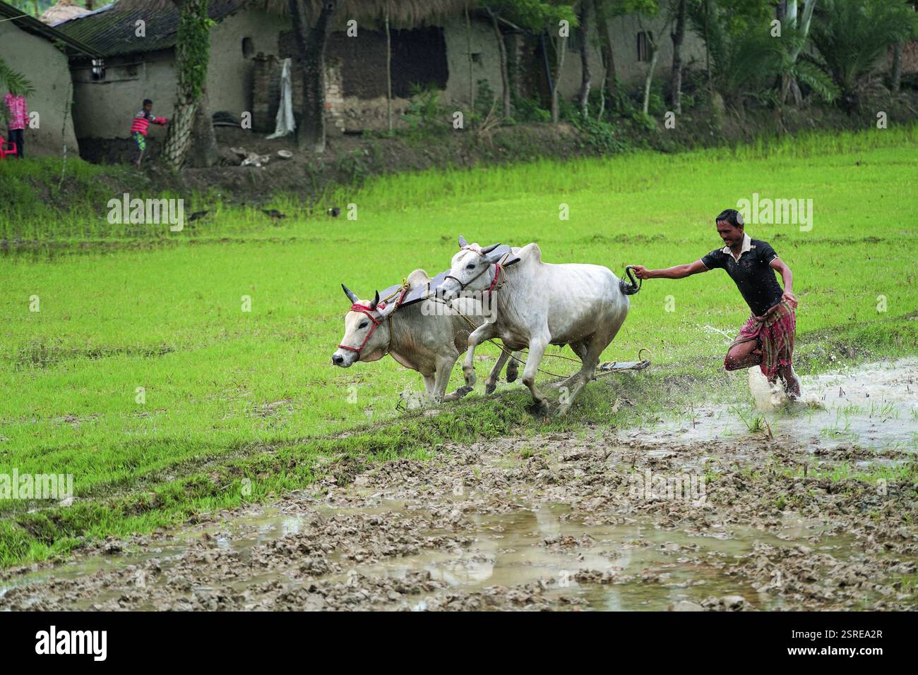 Moichara cattle race festival Herobhanga village, Canning railway ...