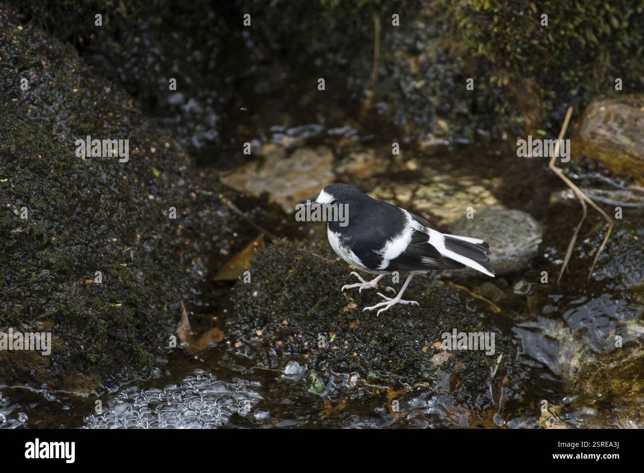 Little Fork tail bird near water, Kedarnath Wildlife Sanctuary ...