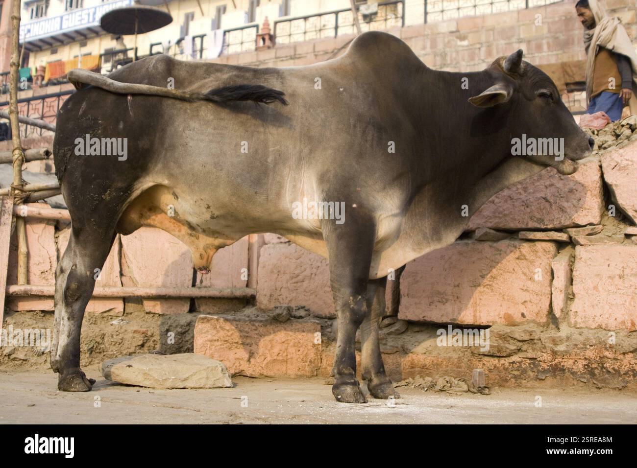 India bull hi-res stock photography and images - Alamy