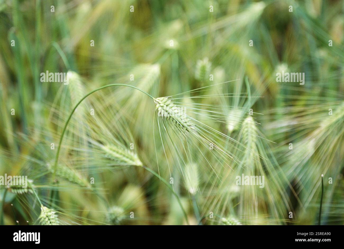 Wheat crops in field, Sikkim, India, Asia Stock Photo - Alamy