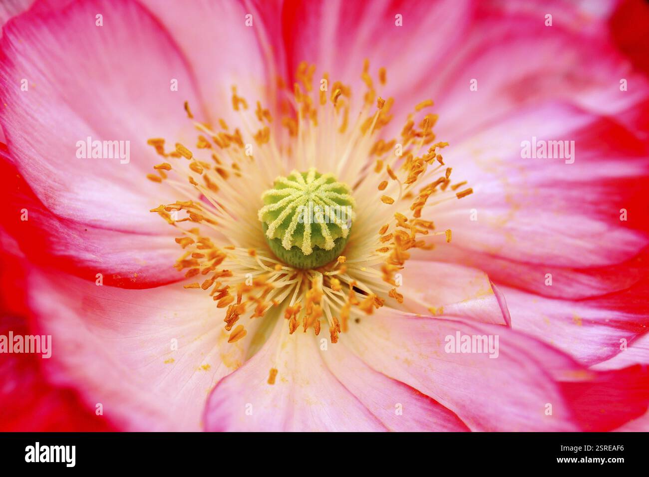 Poppy flower, Jammu and Kashmir, India, Asia Stock Photo - Alamy