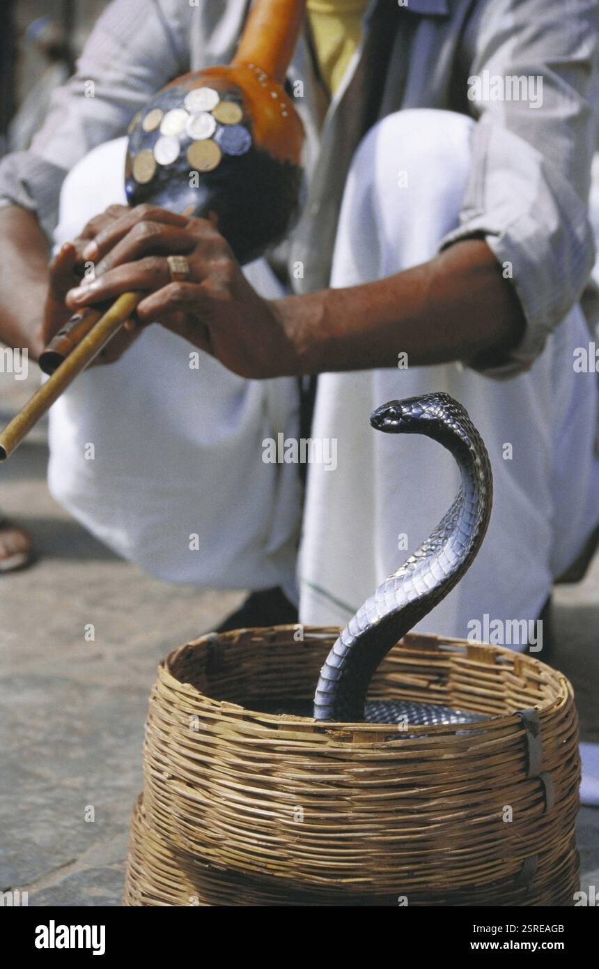 Cobra & snake charmer, India, Asia Stock Photo - Alamy