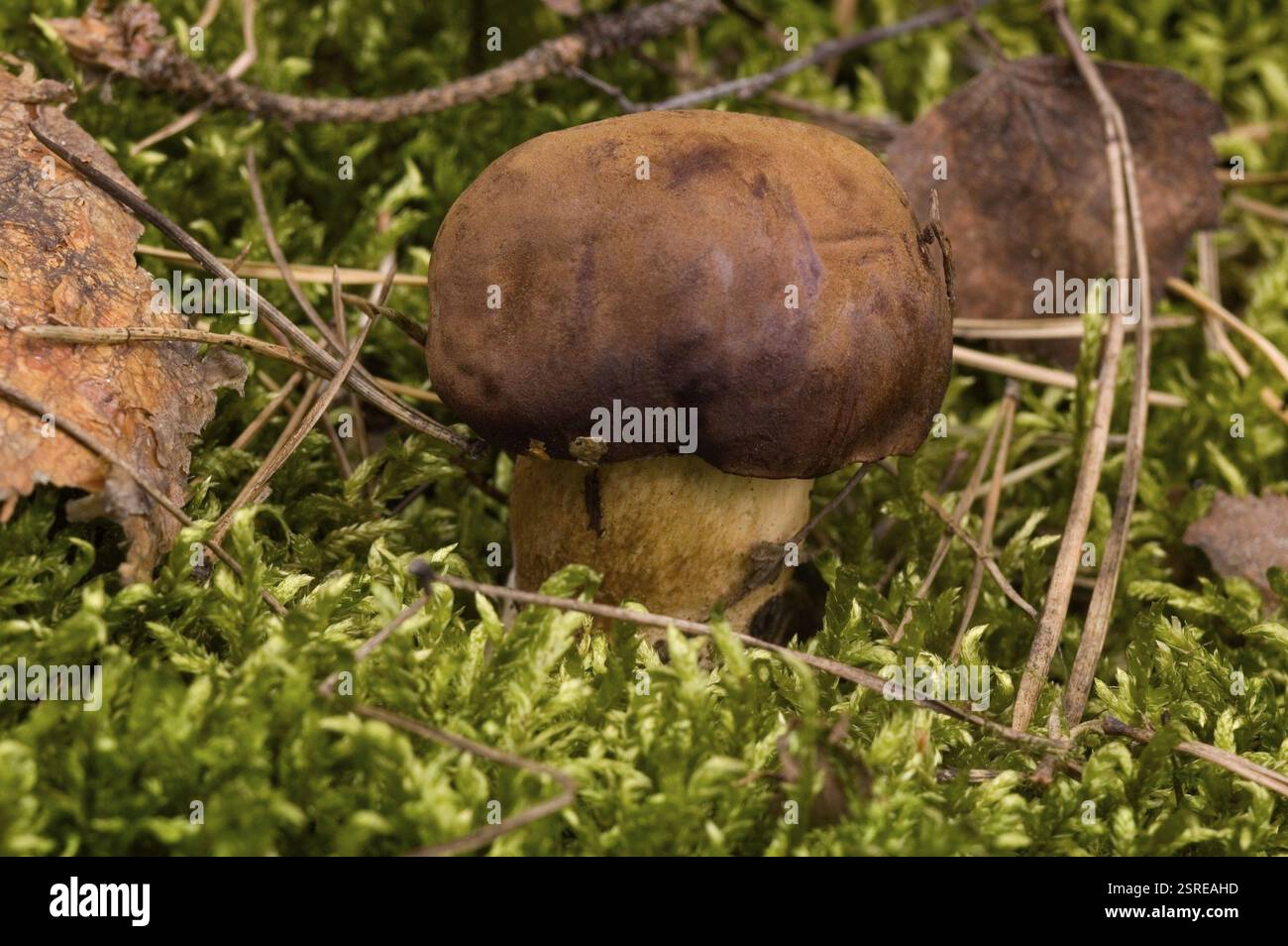 Insects in moss hi-res stock photography and images - Alamy
