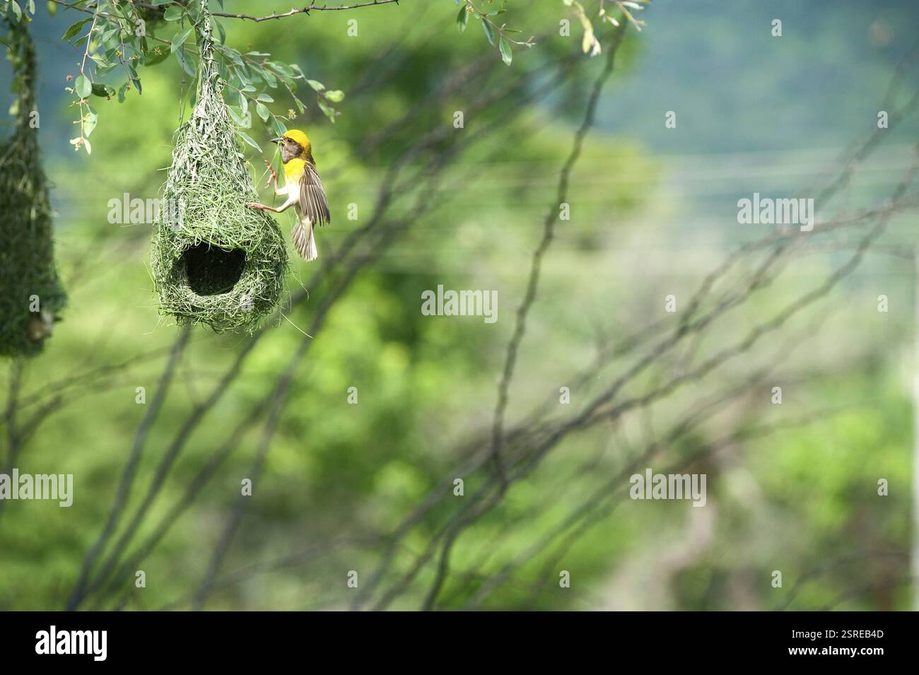 Baya weaver nest indian birds wild life india Stock Photo - Alamy