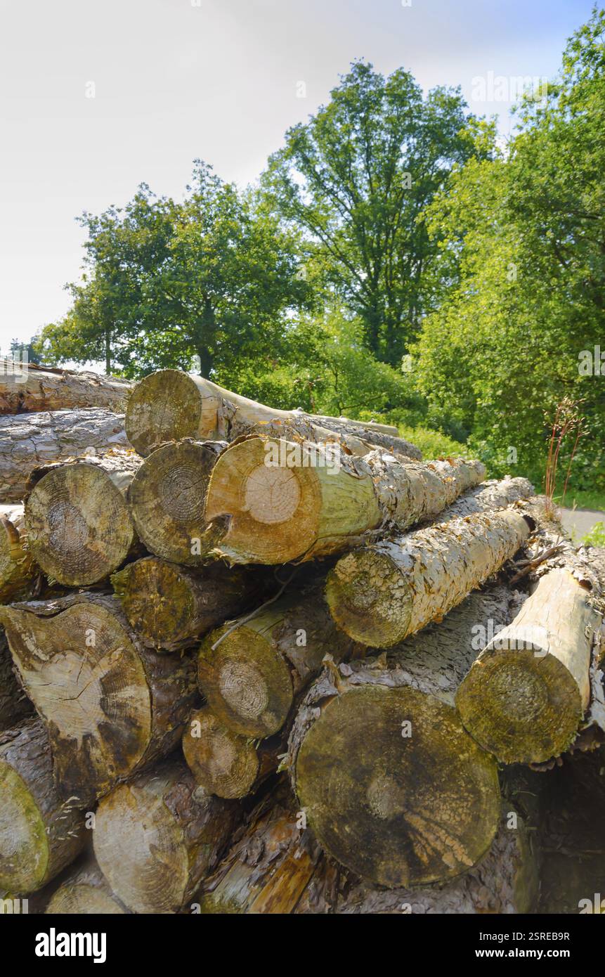Saw round timber Stock Photo - Alamy