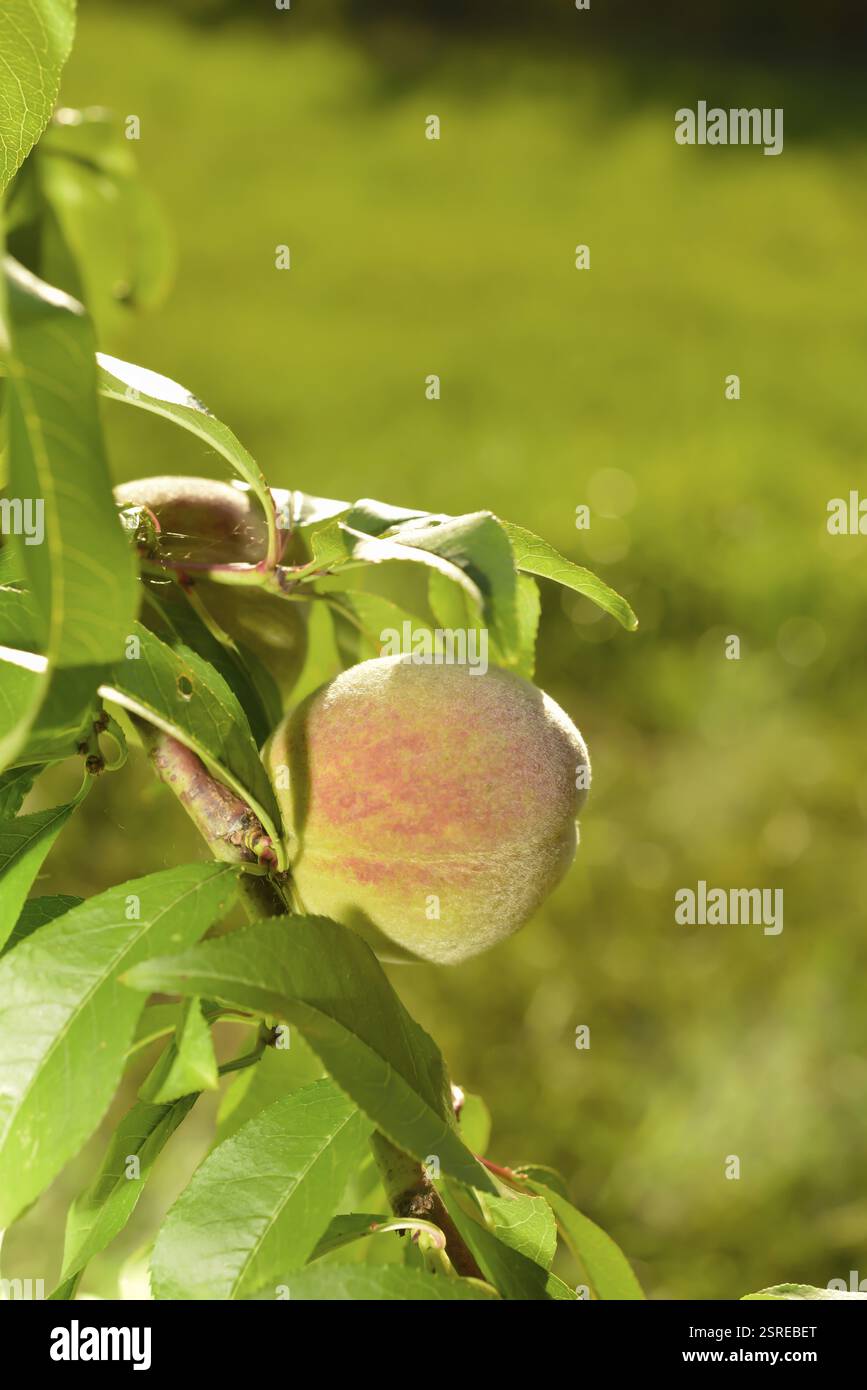 Peach stone planting hi-res stock photography and images - Alamy