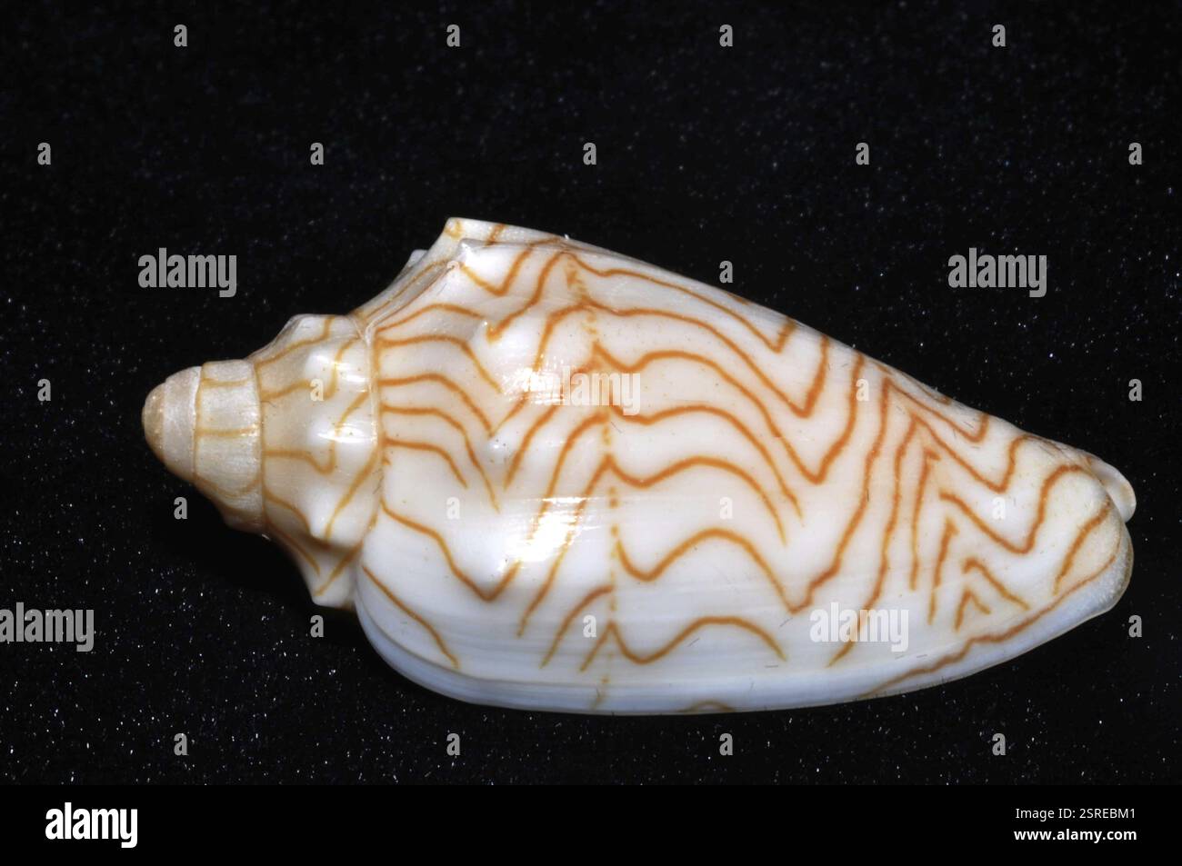 Volute Guntheri Shell, India, Asia Stock Photo - Alamy