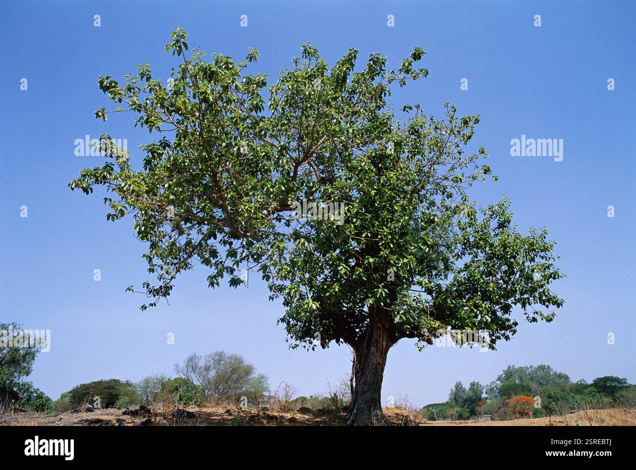 Banyan tree Ficus bengalensis, India, Asia Stock Photo - Alamy