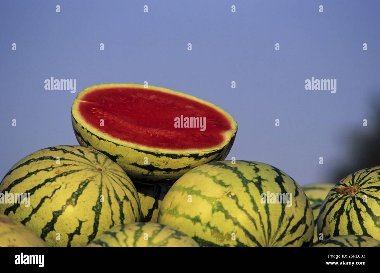 Fruits - watermelons Stock Photo - Alamy