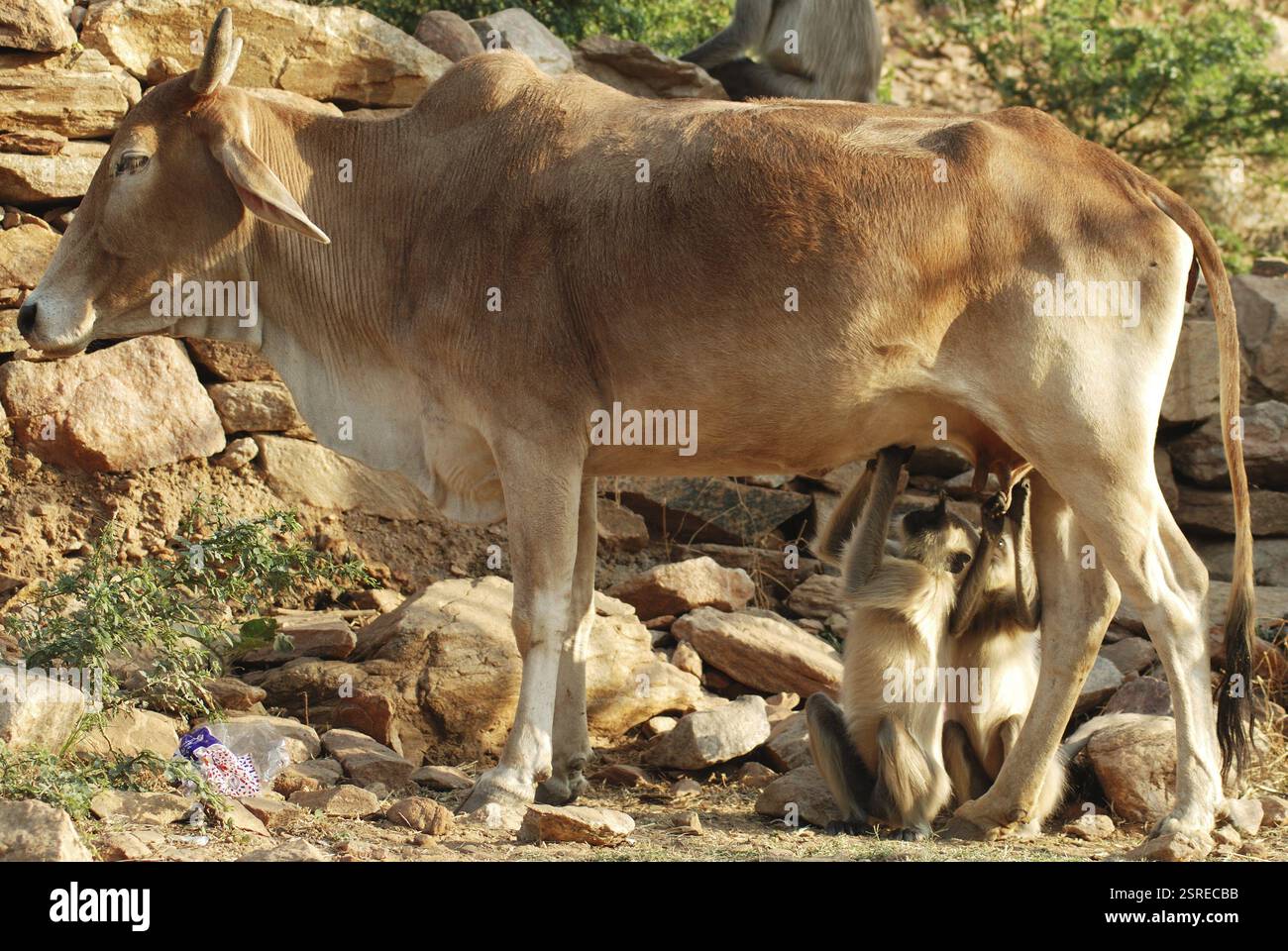 Monkey drinking cow milk, Rajasthan, India, Asia Stock Photo - Alamy