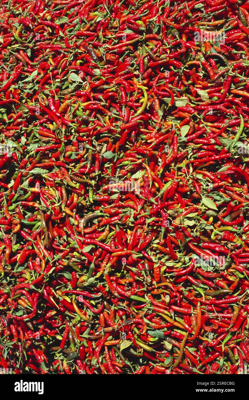 Indian spices, red hot chilli capsicum frutescens drying, Jodhpur ...