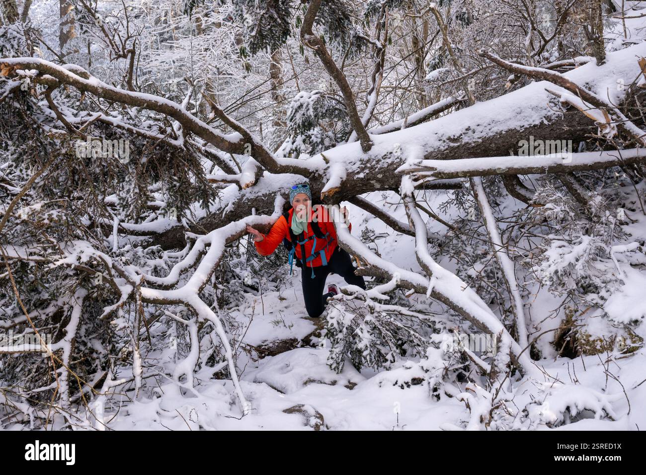 Crawling under fallen tree hi-res stock photography and images - Alamy