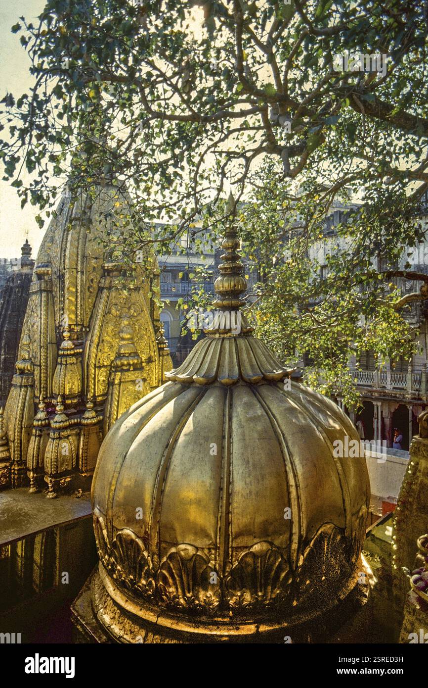Kashi Vishwanath Shiva Hindu Temple, Varanasi, Uttar Pradesh, India ...