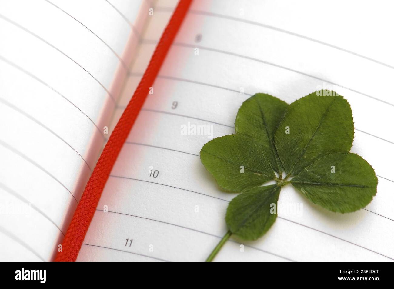Five Leaf Clover and New Day Stock Photo - Alamy