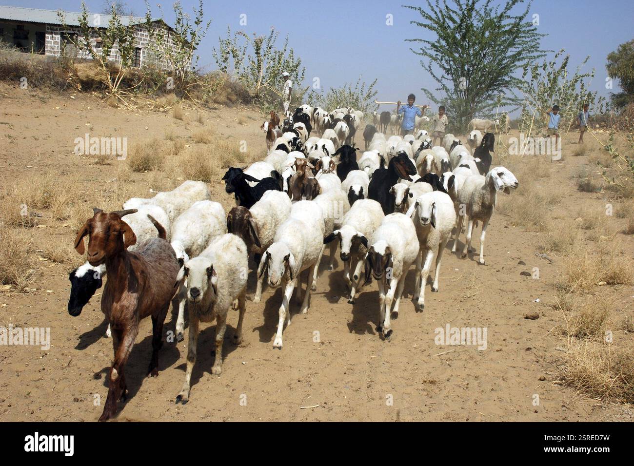 A man bringing sheep into jungle, Tilwada, Balotara, Barmer, India ...