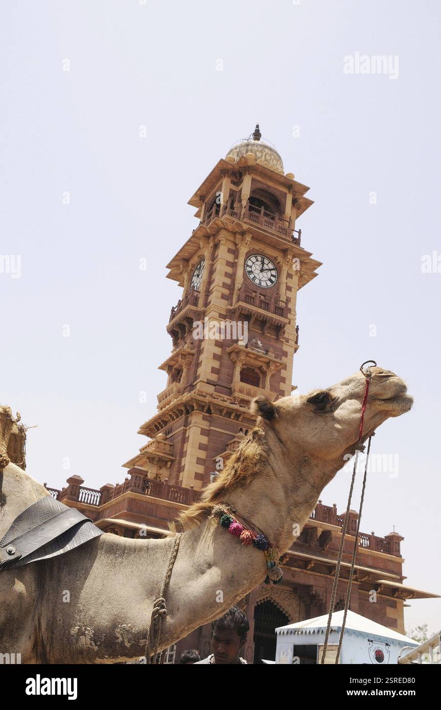 Camel in front of clock tower, Jodhpur, Rajasthan, India, Asia Stock ...