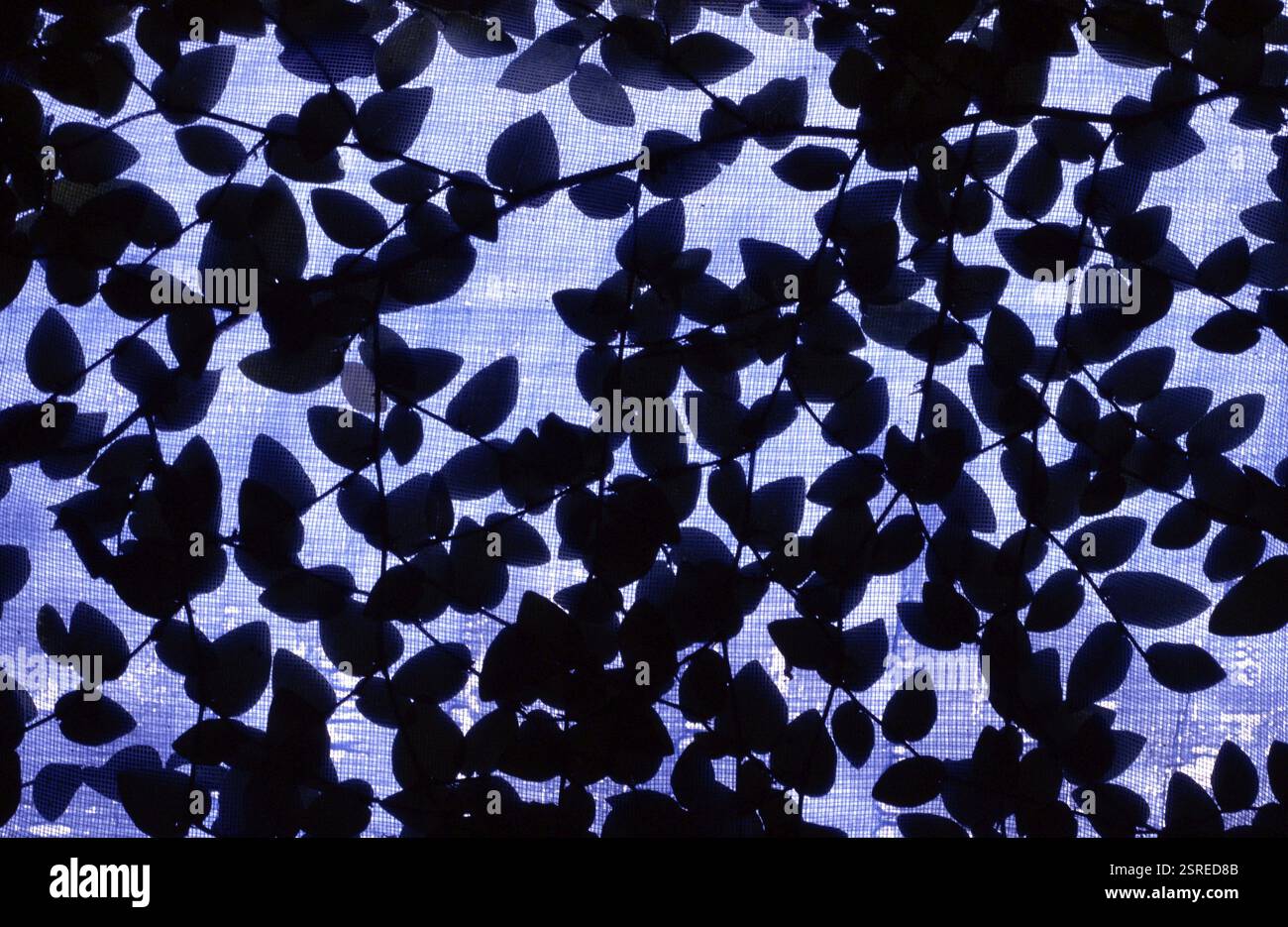 Leave of creeper on glass silhouette of window, Maharashtra, India ...