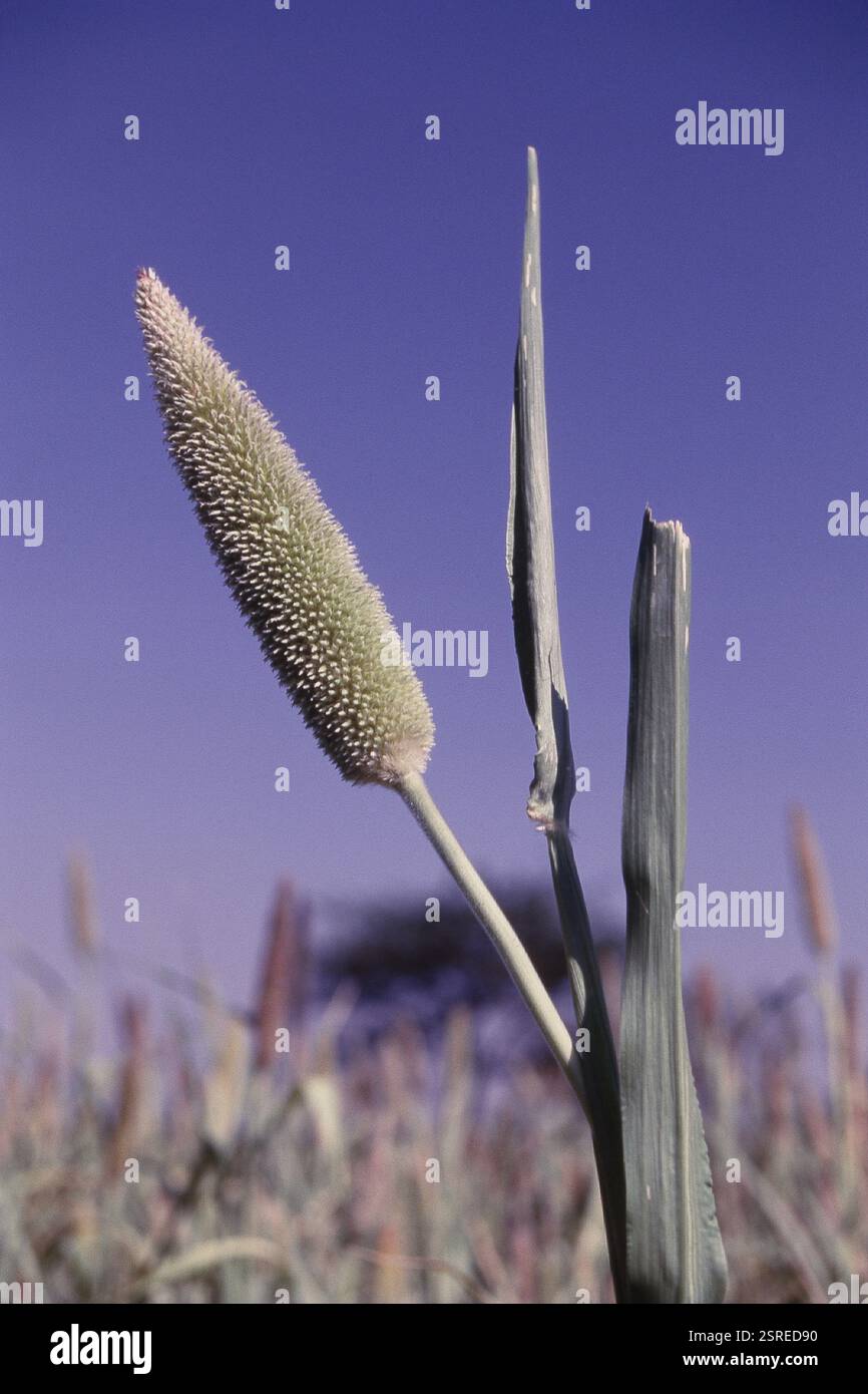 Close up of bajra crops, cereal grain Maharashtra, India, Asia Stock ...
