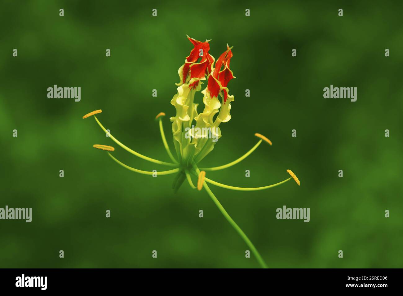 African fire lily, visakhapatna, andhra pradesh, India, Asia Stock ...