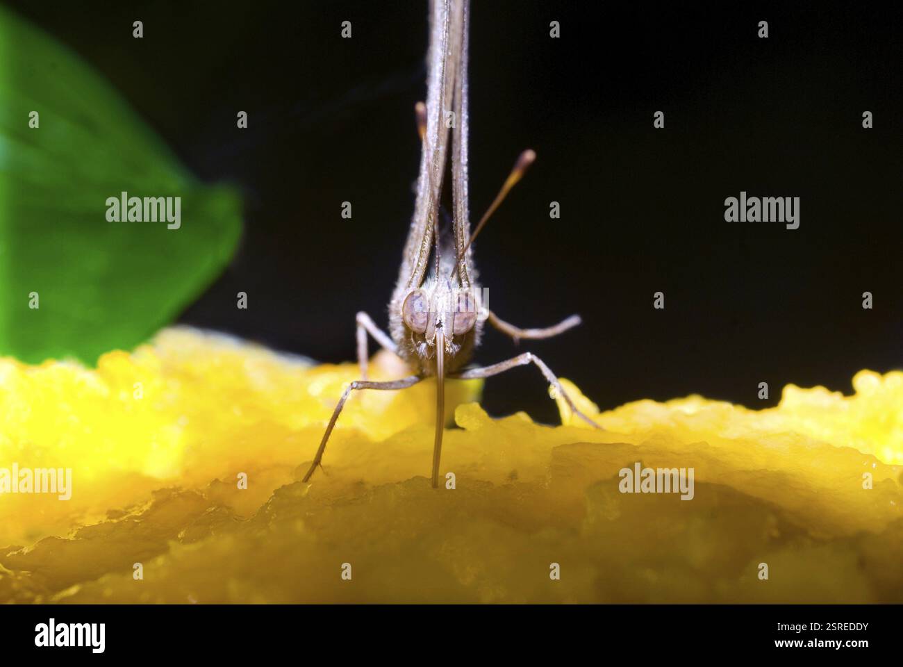 Insects, butterfly feeding inserting its proboscis in fruits part ...