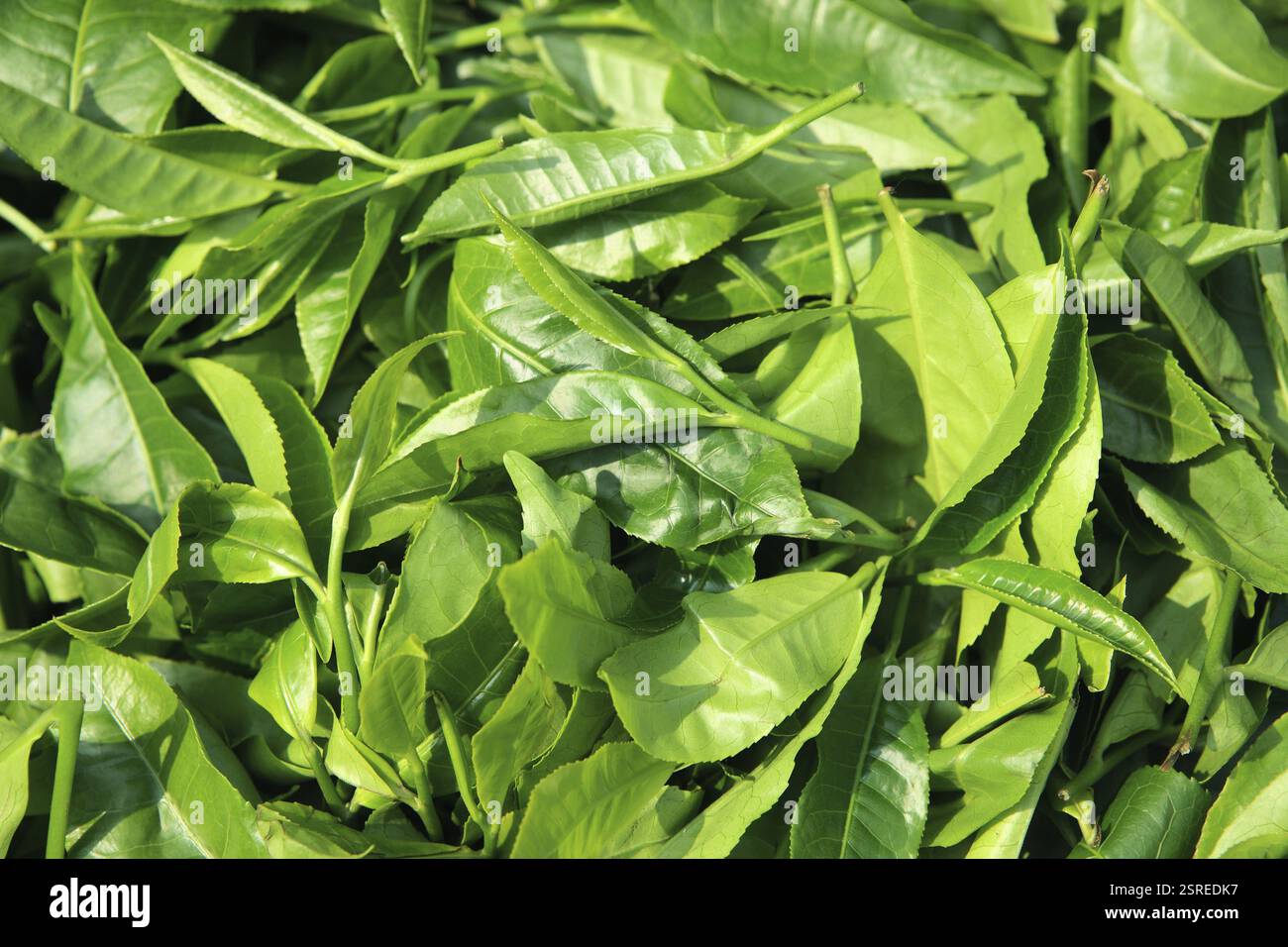Tea leaves assam northeast hi-res stock photography and images - Alamy