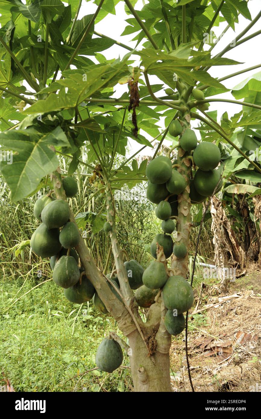 Indian papaya hi-res stock photography and images - Alamy