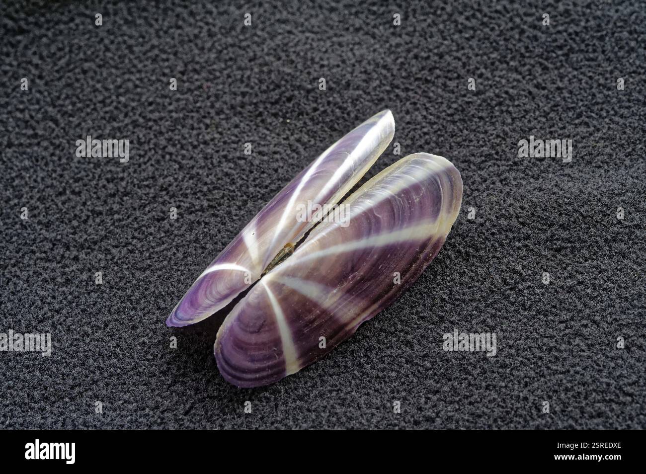 Seashell from devbagh beach, sindhudurg, Maharashtra, India, Asia Stock ...