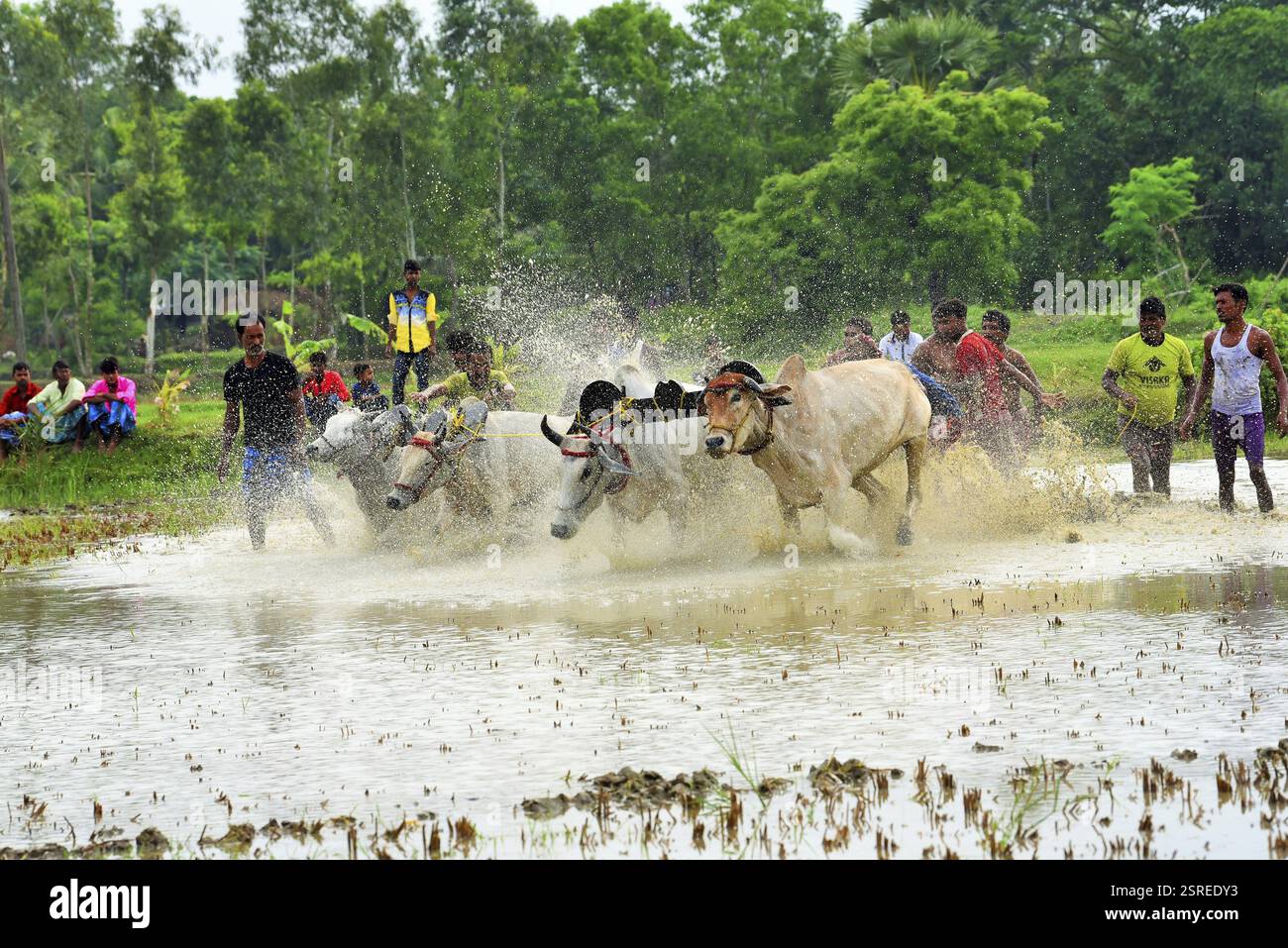 Moichara cattle race festival Herobhanga village, Canning railway ...