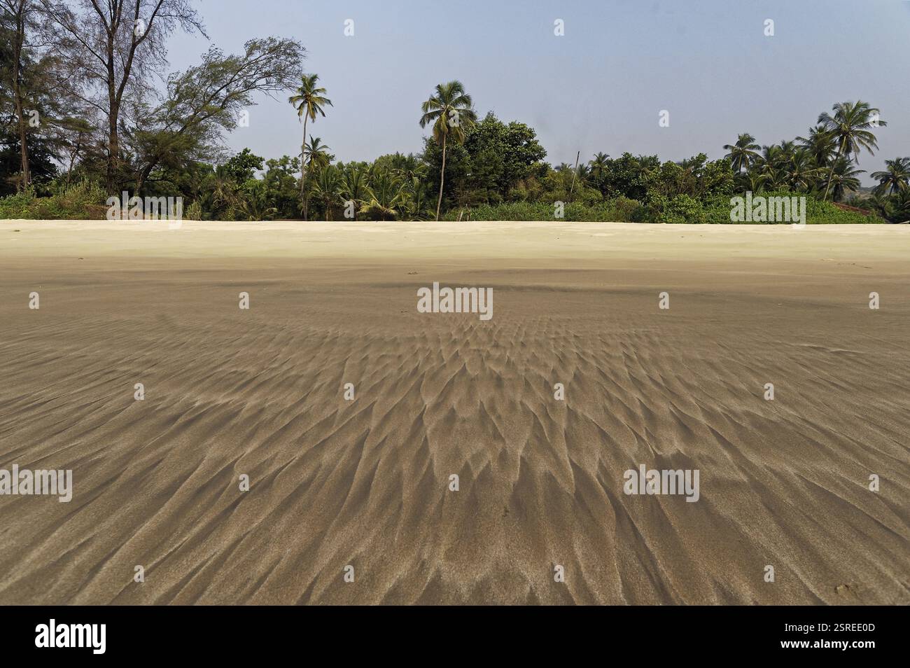 Devbagh beach, sindhudurg, Maharashtra, India, Asia Stock Photo - Alamy