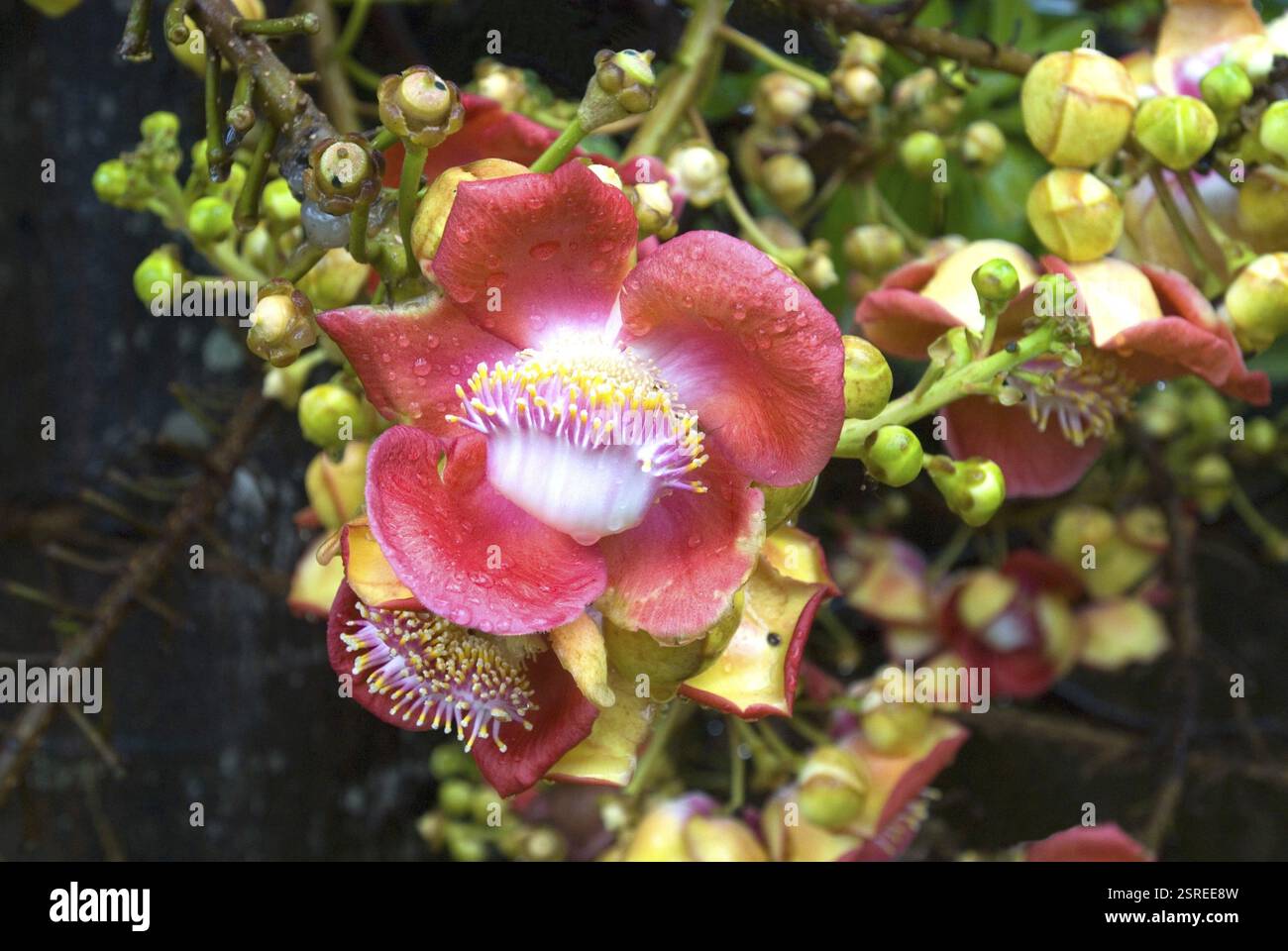 Nagalinga tree cannon ball tree couroupka guianensis, India, Asia Stock ...