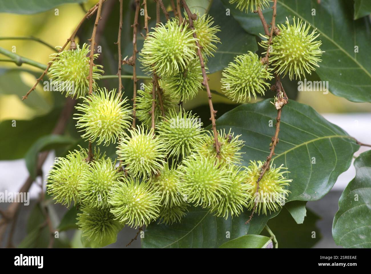 Unripe rambutan fruits nephelium lappaceum sapindaceae, Kerala, India ...
