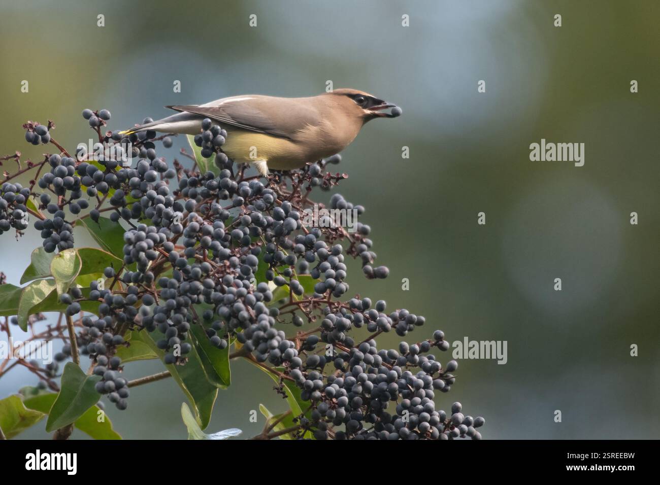 A cedar waxwing (Bombycilla cedrorum), a bird foraging on elderberries ...
