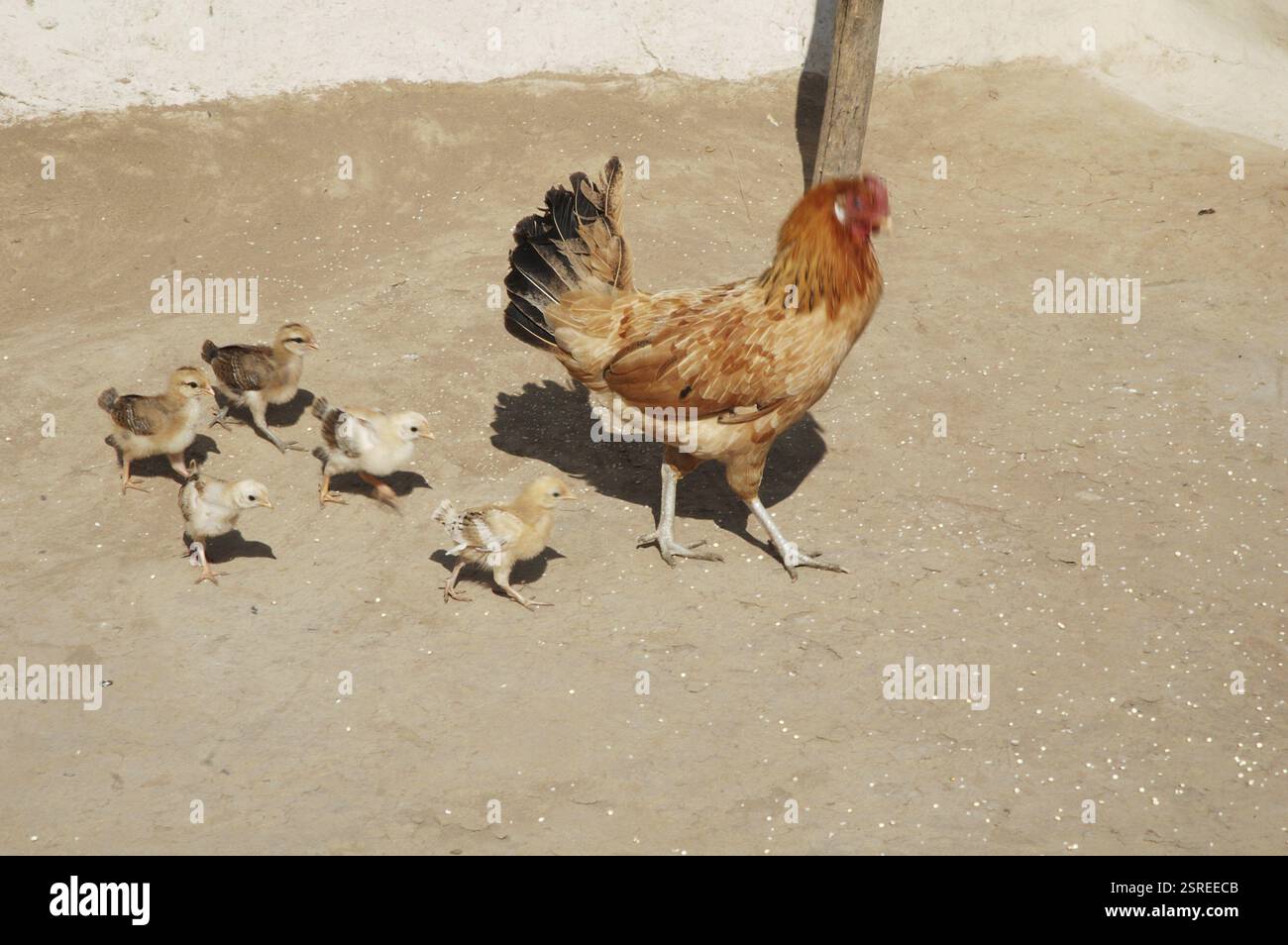 Hen and chicks, Mehangwa, Narsimhapur, Jabalpur, Madhya Pradesh, India ...