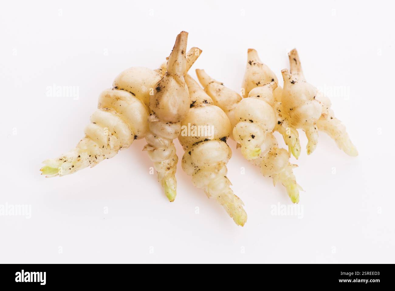 Japanese crosne Stachys affinis tubers rhizome root vegetable closeup ...